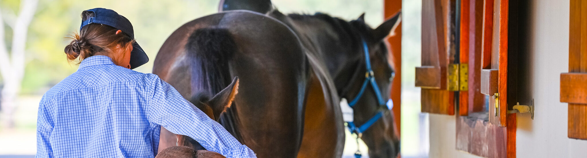 Education - Horse Jobs Aus