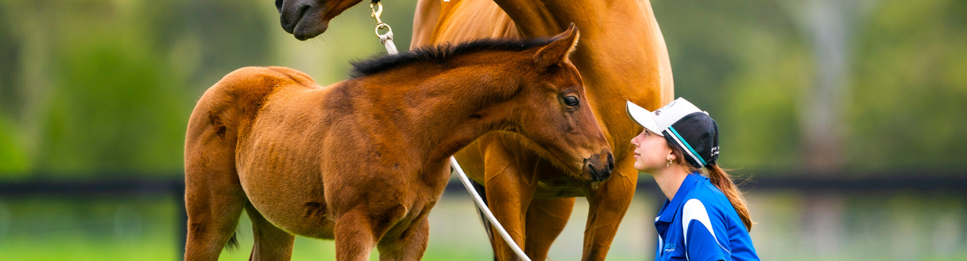 Jobs - Horse Jobs Aus