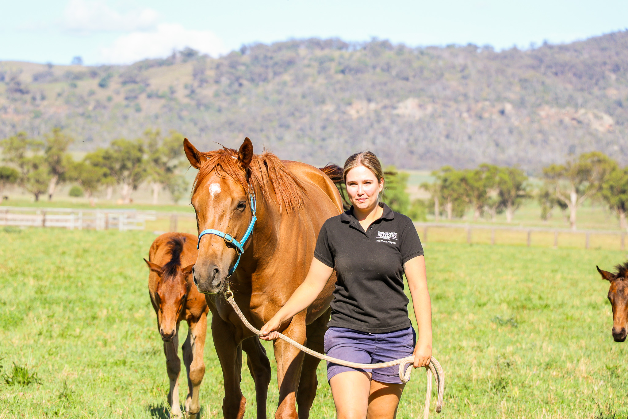 TBA Stud Start - Horse Jobs Aus