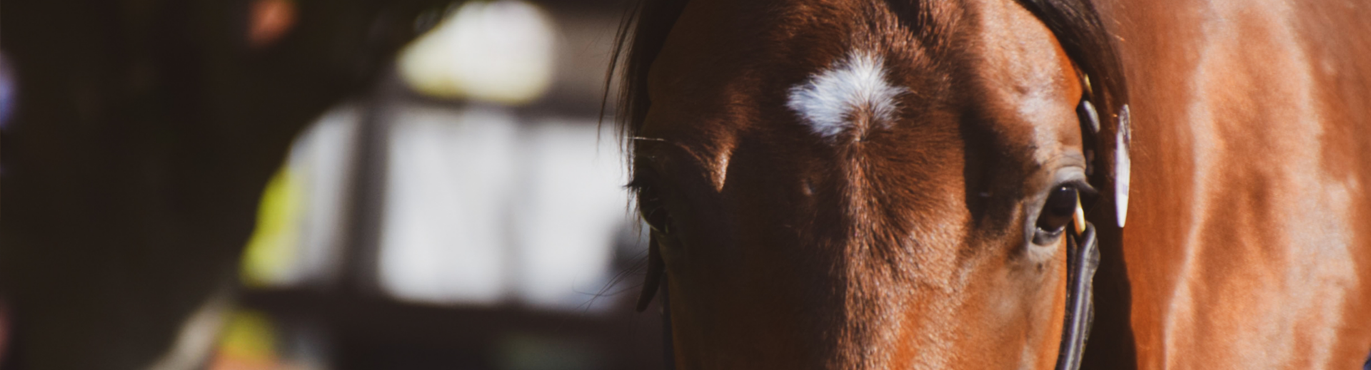 Yearling Barn Supervisor - Horse Jobs Aus