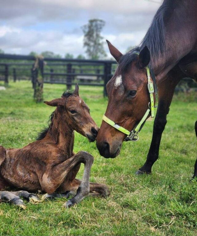 Stable Hand - Horse Jobs Aus