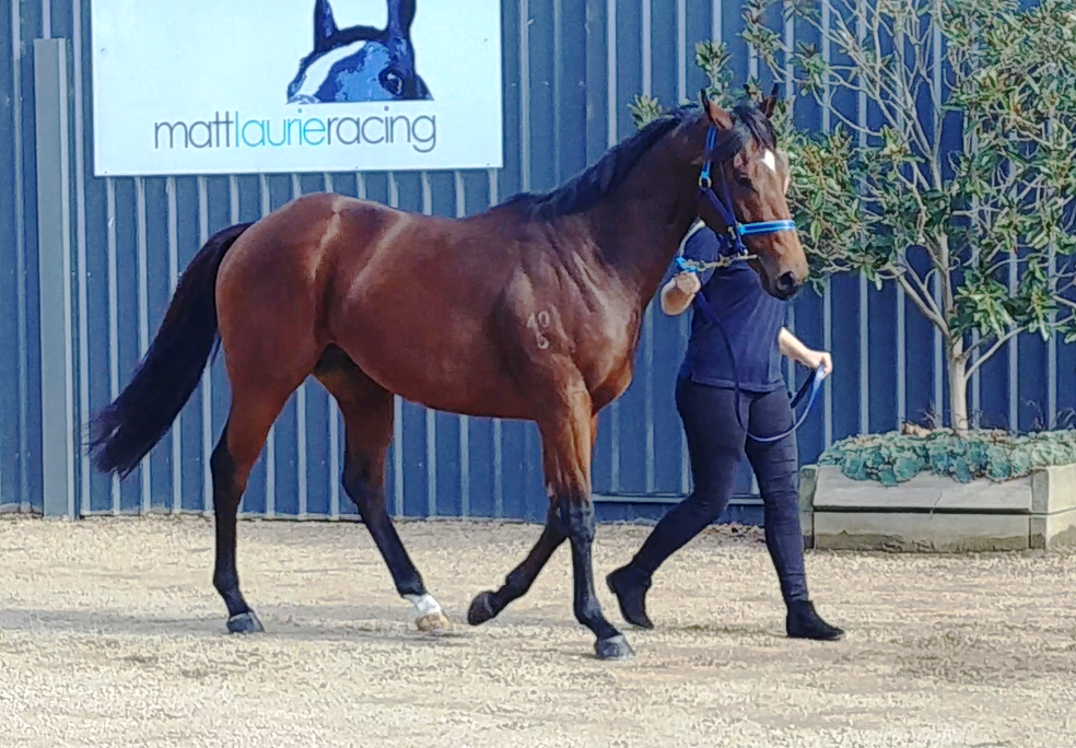 Stable hand for busy thoroughbred racing stable in Victoria - Horse ...