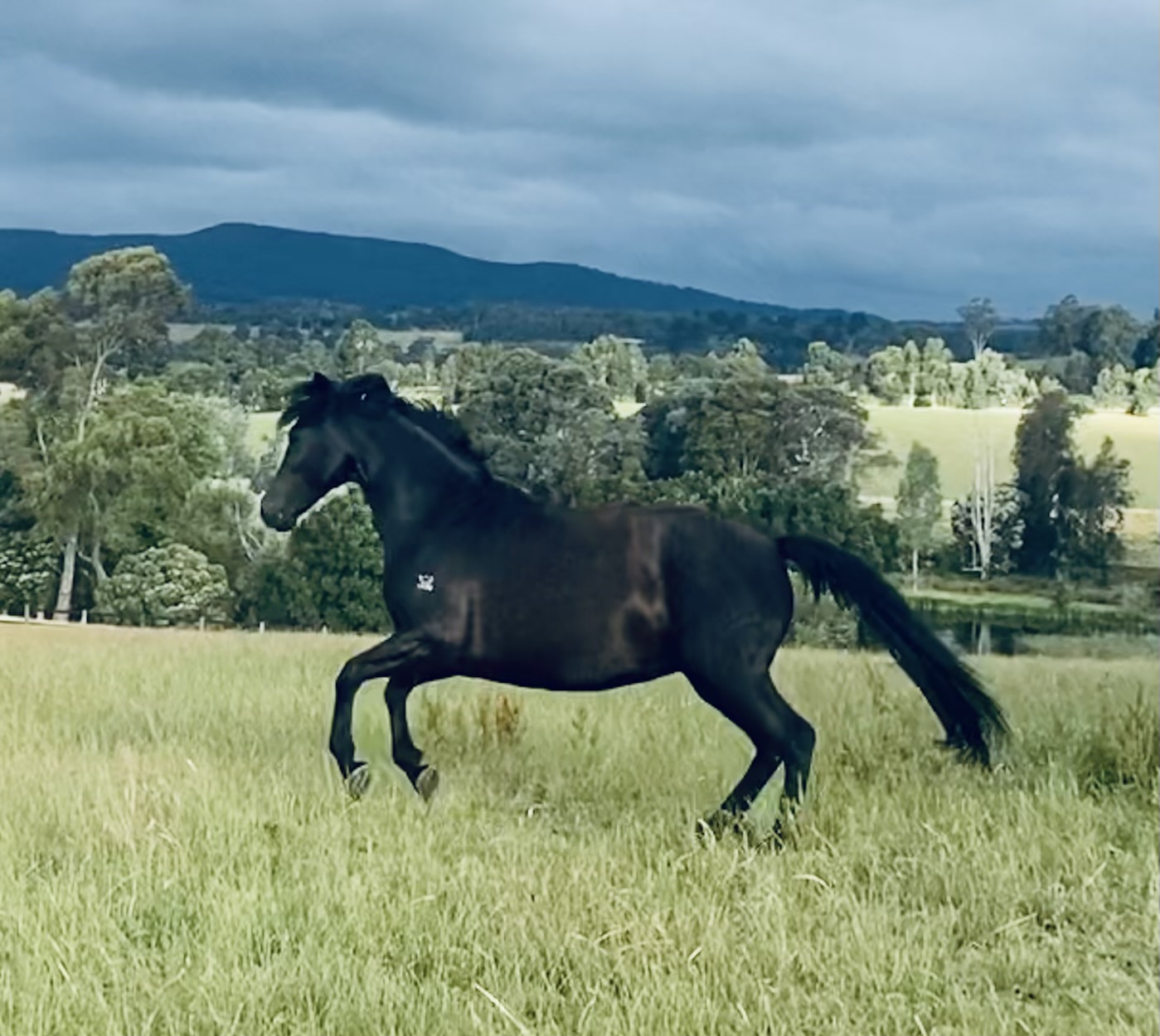 Horse Stud Breeding Manager with Experience Foaling Down - Horse Jobs Aus