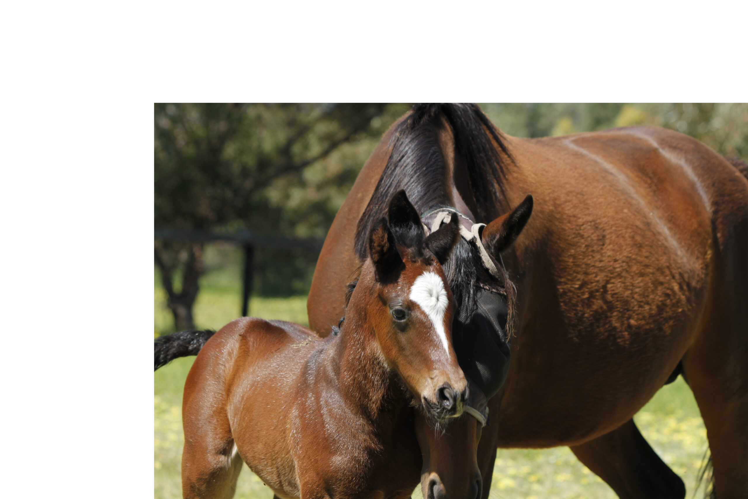 Experienced Stud Hand - Horse Jobs Aus