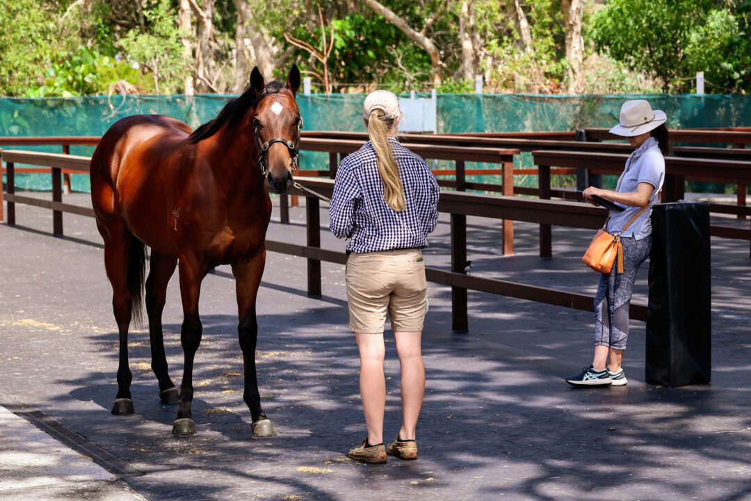 Horse Jobs Australia - Where Equine Meets Opportunity