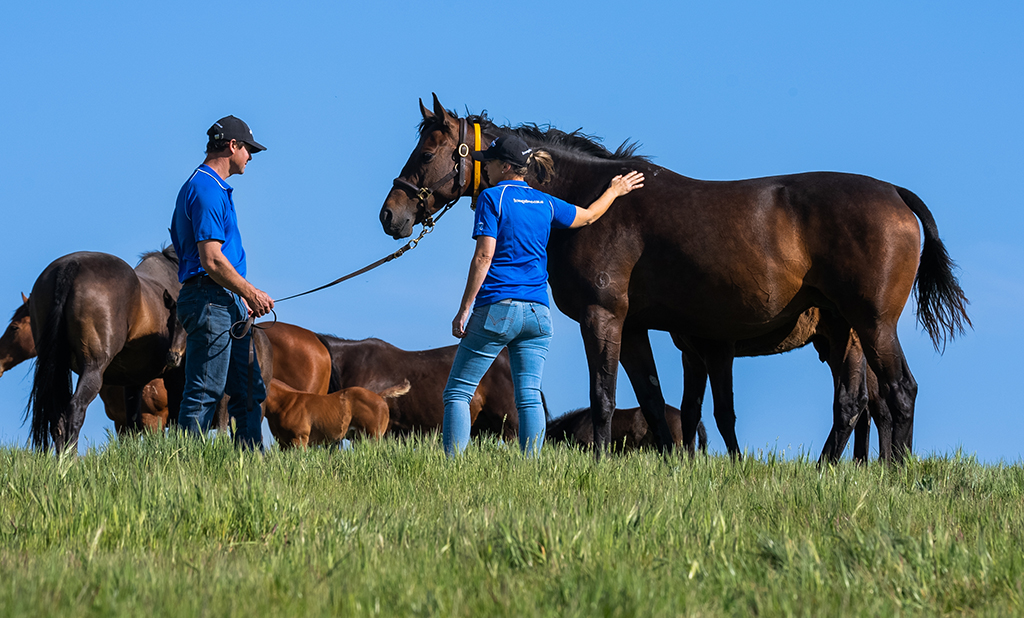 *POSITION FILLED* Senior Stud Hand and Staff Training Role - Horse Jobs Aus
