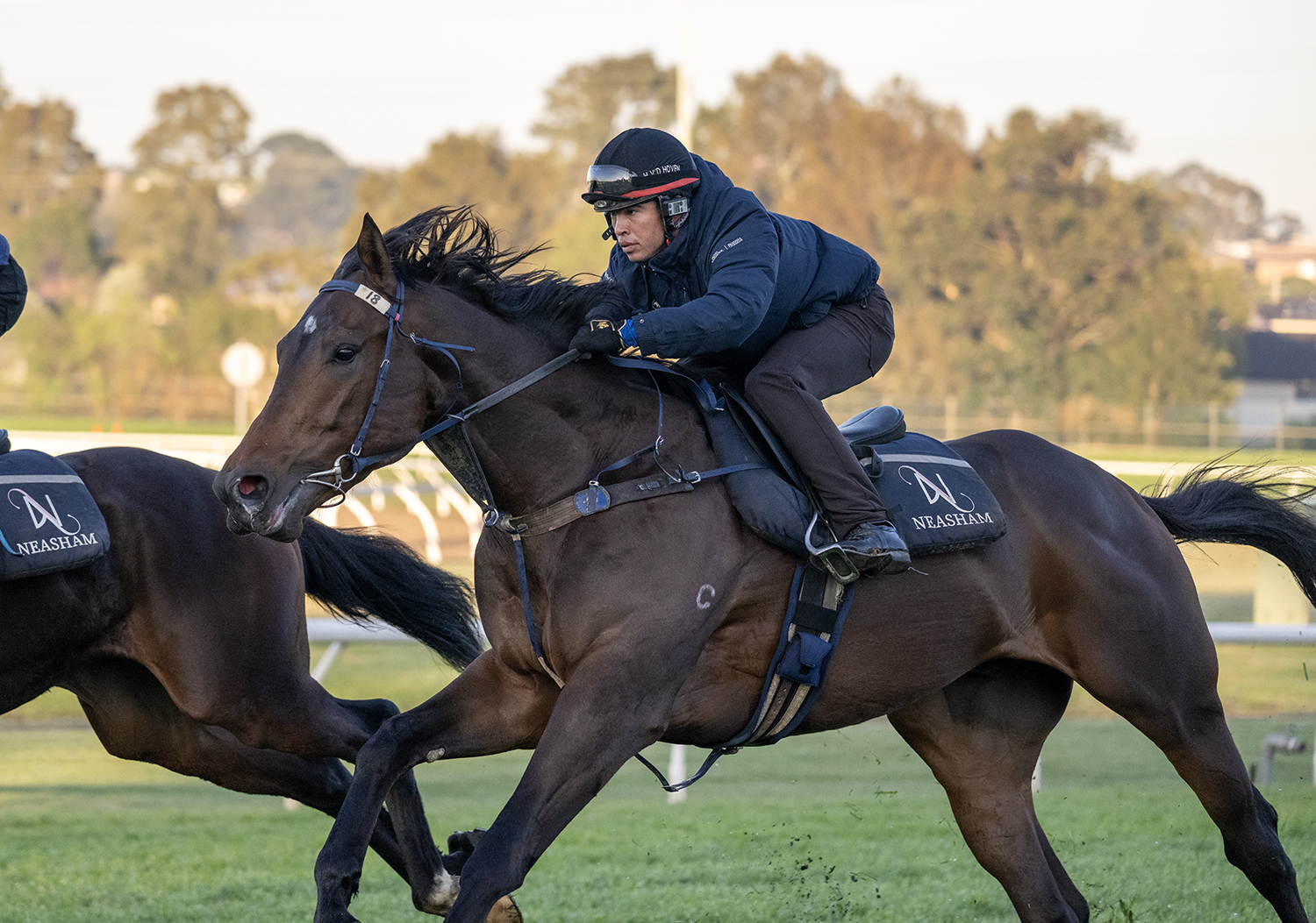 Experienced Trackwork Riders - Flemington - Horse Jobs Aus