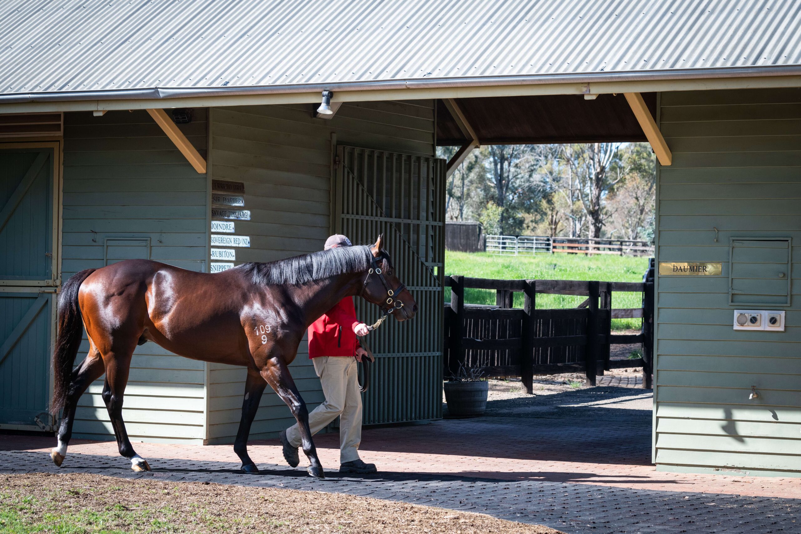 Junior Stallion Groom - Horse Jobs Aus