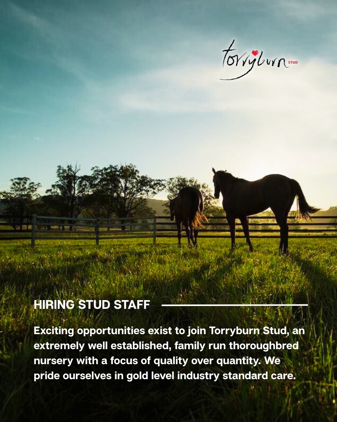 Senior stud groom and yearling leader - Horse Jobs Aus