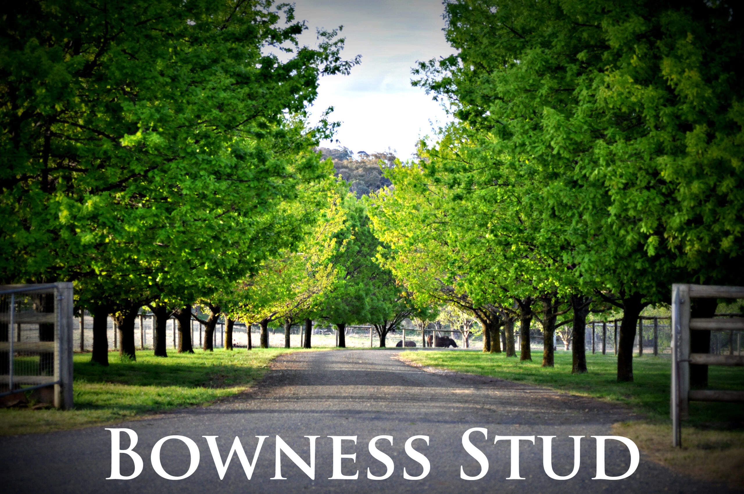 YEARLING LEADERS - Stud & Stable Hand Position - WHV 88 Days Eligible ...